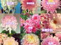 菊花品种有哪些_菊花品种怎么区分
