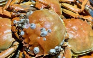 河蟹是什么意思_女帮男河蟹是啥意思