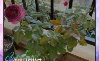 蓝莓之夜月季怎么养_蓝莓之夜月季是藤本还是灌木