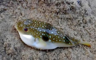 河鲀和河豚一样吗_河鲀和河豚区别在哪