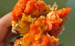 阳澄湖大闸蟹产地在哪里_正宗阳澄湖大闸蟹怎么辨别