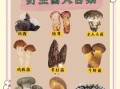 地理菌是什么_地理菌有哪些神奇用途