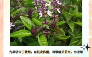 千层塔的功效与作用_千层塔怎么吃效果最好