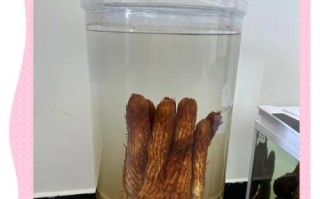 肉松蓉泡酒的功效与作用_肉松蓉泡酒怎么泡