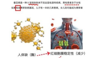 蚕豆病遗传爸爸还是妈妈_蚕豆病会遗传几代