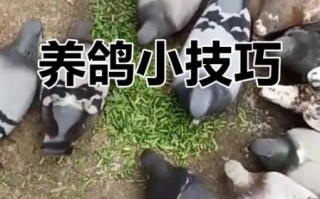 鸽子养殖技术_新手如何养好鸽子