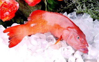 海红斑是什么鱼_海红斑和东星斑区别