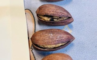 香榧果图片_香榧果长什么样