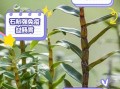 铁皮石斛怎么吃最好_铁皮石斛的功效与作用