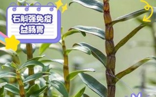 铁皮石斛怎么吃最好_铁皮石斛的功效与作用