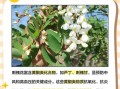刺槐花语是什么_刺槐花适合送什么人