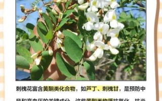 刺槐花语是什么_刺槐花适合送什么人