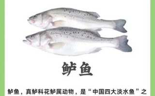 海鲈鱼的营养价值_海鲈鱼的功效与作用