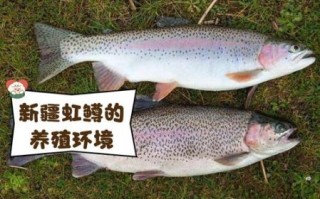 虹鳟鱼图片大全大图_虹鳟鱼高清图鉴