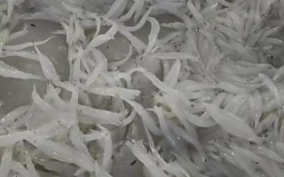 银鱼图片大全大图_银鱼高清图鉴哪里找
