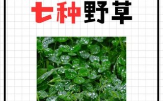 兔子吃苜蓿的禁忌_苜蓿喂兔的正确方法