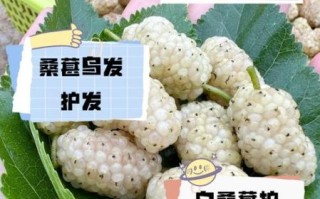 白桑葚图片_白桑葚的功效与作用