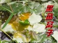 黑鱼窝怎么找_黑鱼窝位置判断技巧