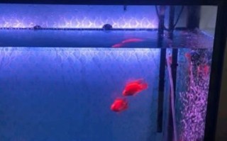 元宝鱼和鹦鹉鱼的区别_新手怎么选