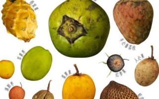 热带水果图片大全大图_热带水果有哪些种类