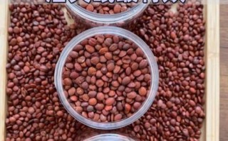 酸枣仁怎么吃_酸枣仁一天吃多少