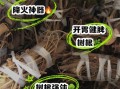 牛奶树根的功效与作用_牛奶树根怎么泡水喝