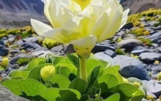 干雪莲花怎么吃_干雪莲花泡酒还是泡水好