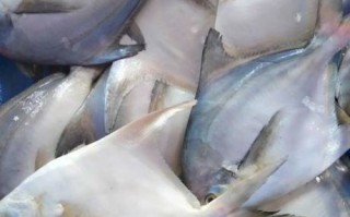 鲳鱼图片大全_如何挑选新鲜鲳鱼