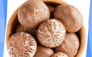 鲜蘑菇怎么保存_鲜蘑菇可以冷冻吗