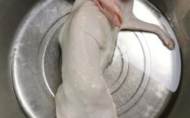 野兔子肉怎么做好吃_野兔肉去腥技巧