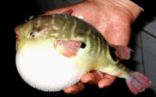 蒌蒿芦芽河豚是什么季节_河豚欲上时怎么判断