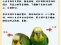 虎皮鹦鹉公母分辨图_如何准确判断