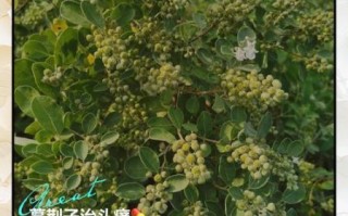 蔓荆子别名是什么_蔓荆子功效与作用