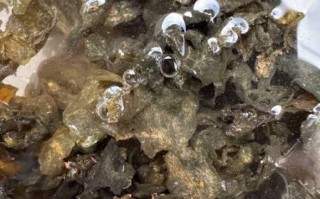 地皮菜冷冻保存可以吗_冷冻后口感会变差吗