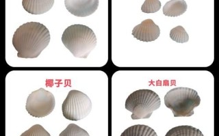 贝壳图片大全_如何辨别真假贝壳
