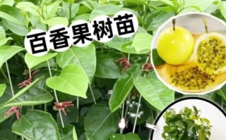 百果树怎么种_百果树几年结果