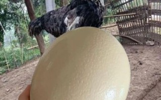 鸵鸟蛋怎么吃_鸵鸟蛋营养价值