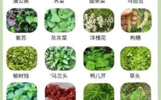 农村100种野菜图片_如何辨认与食用