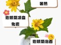蟛蜞菊的功效与作用_蟛蜞菊能治疗哪些疾病
