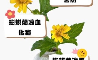 蟛蜞菊的功效与作用_蟛蜞菊能治疗哪些疾病