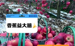 增强记忆力的水果有哪些_哪些水果提高记忆力最快