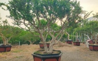 石榴怎么种_石榴树几年结果