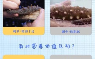 山东海参价格多少一斤_山东海参多少钱一斤