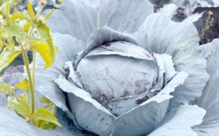 紫色包菜可以生吃吗_生吃紫甘蓝注意事项