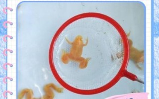 青蛙养殖基地怎么选址_青蛙养殖基地投资多少钱