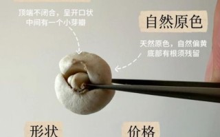 川贝母多少钱一克_川贝母价格影响因素