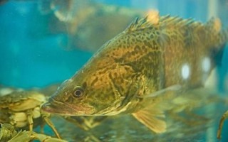 鳜鱼最适水温是多少_鳜鱼低温不开口怎么办