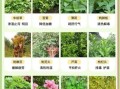 可食用野菜有哪些_野菜图片识别方法