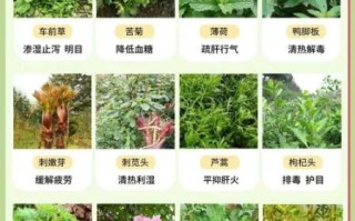 可食用野菜有哪些_野菜图片识别方法