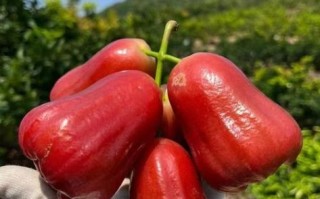 莲雾多少钱一斤_莲雾为什么这么贵